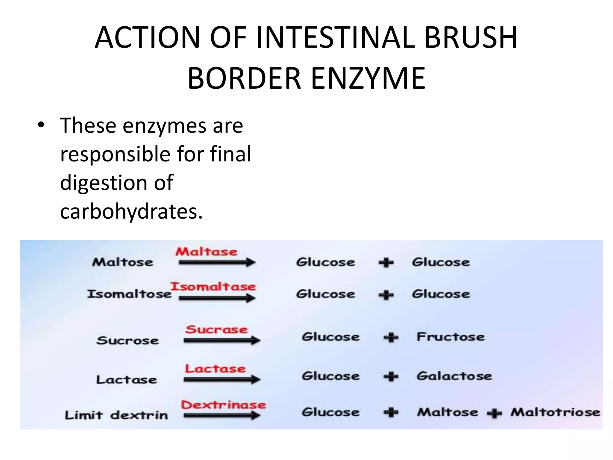 Digestion of carbohydrates | PPTX