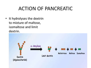 Digestion of carbohydrates | PPTX