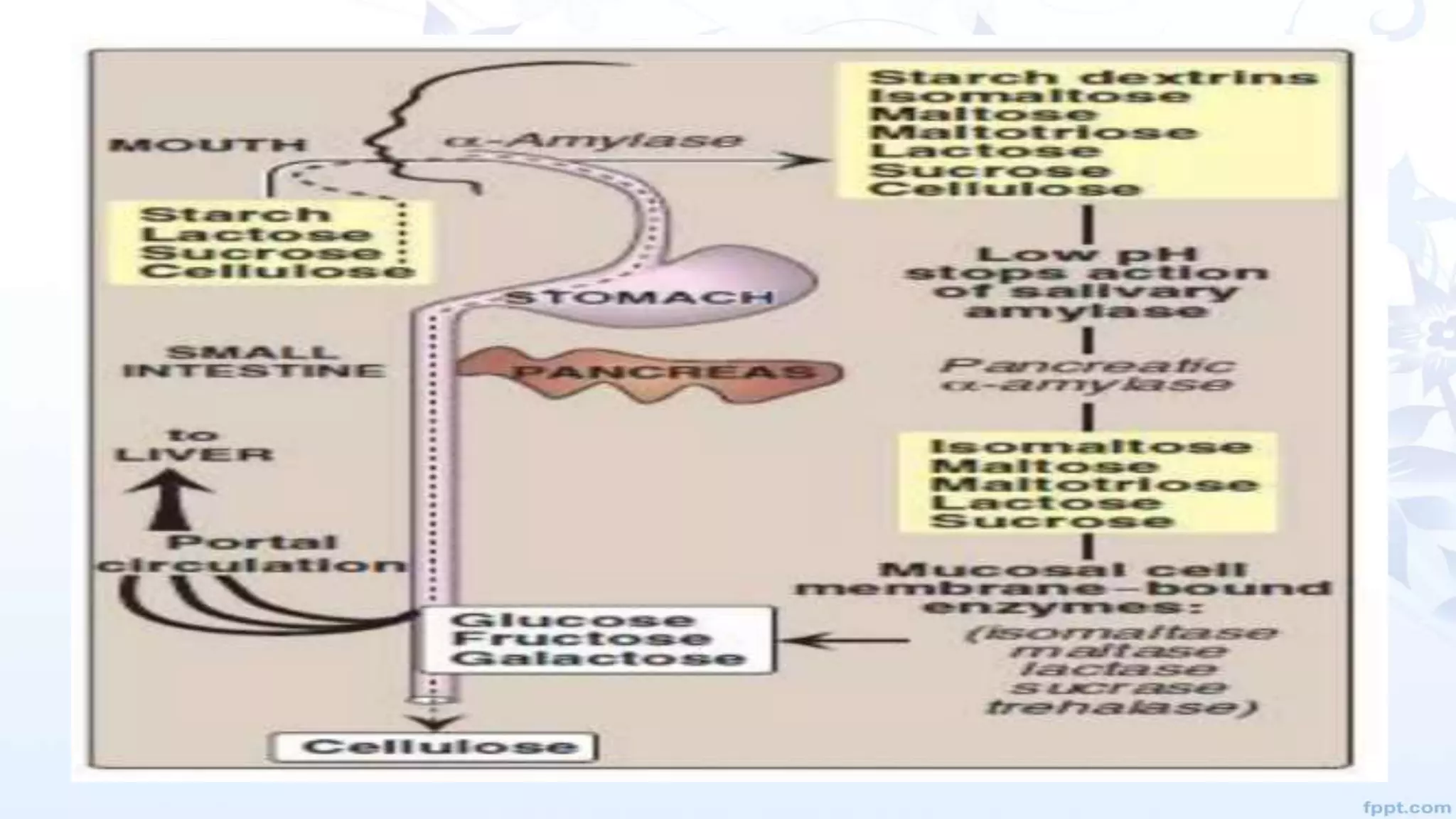 Digestion Of carbohydrates.pptx