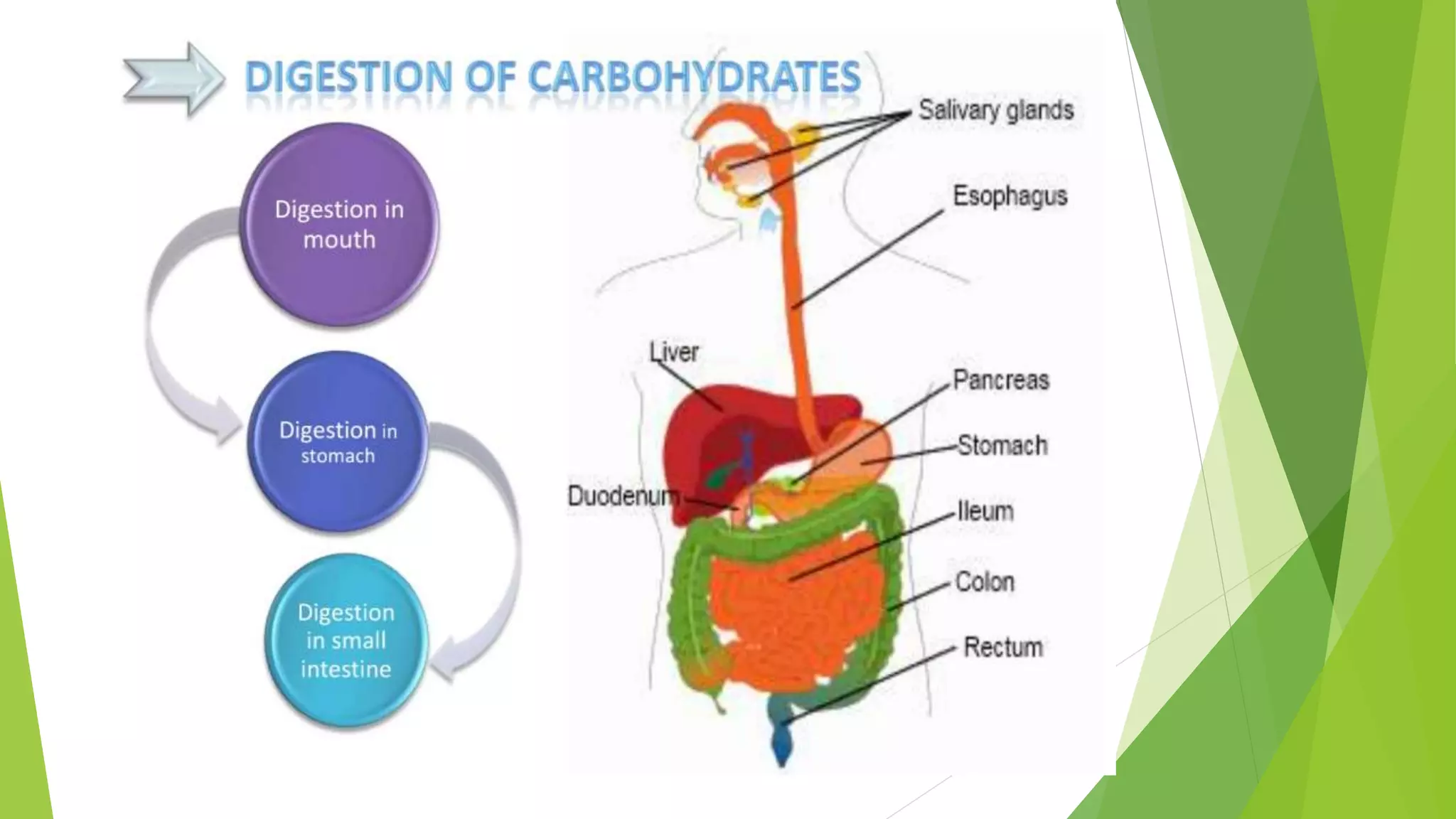 Digestion of carbohydrates -Shakil Haque.pptx