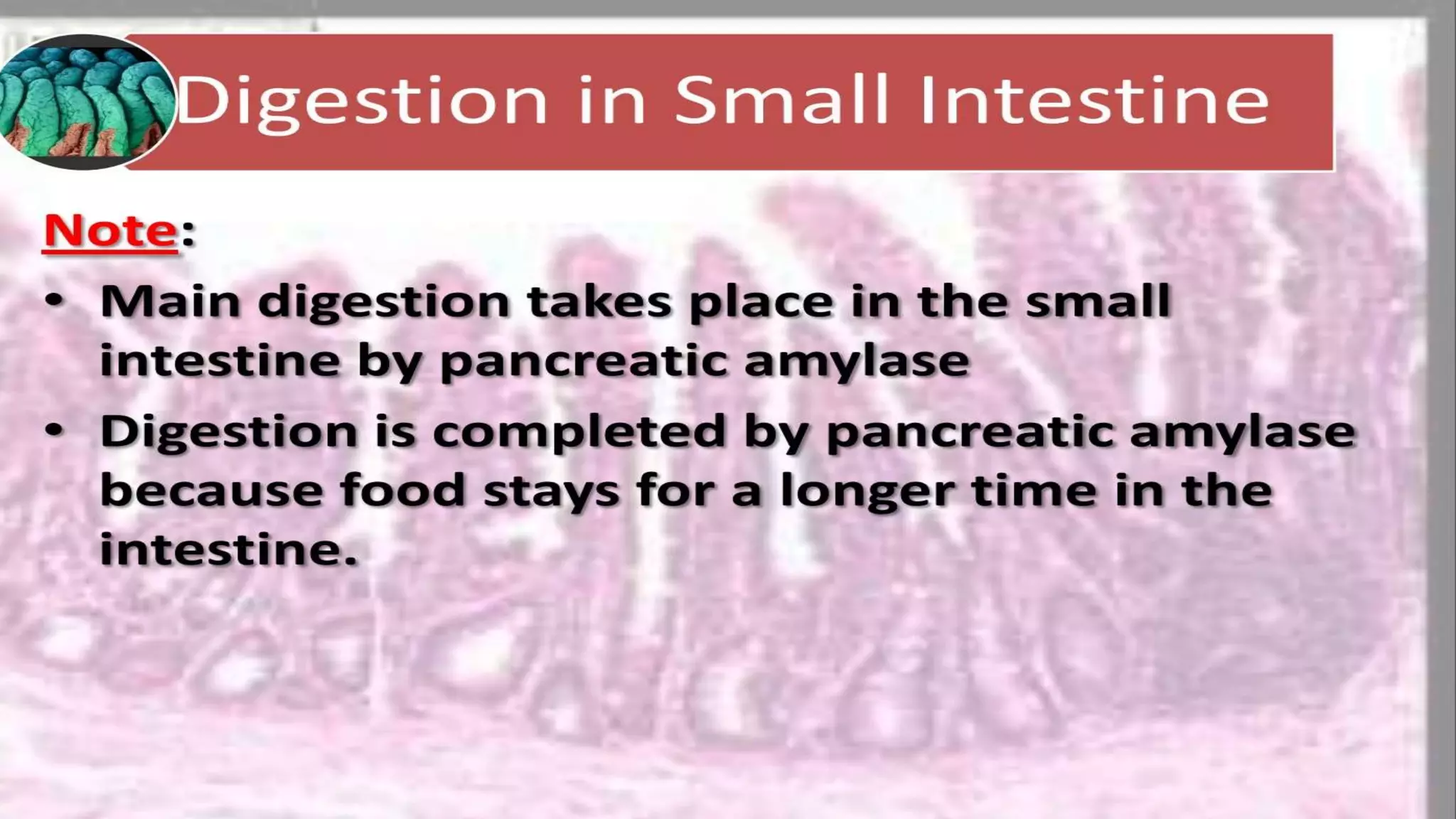 Digestion of carbohydrates -Shakil Haque.pptx