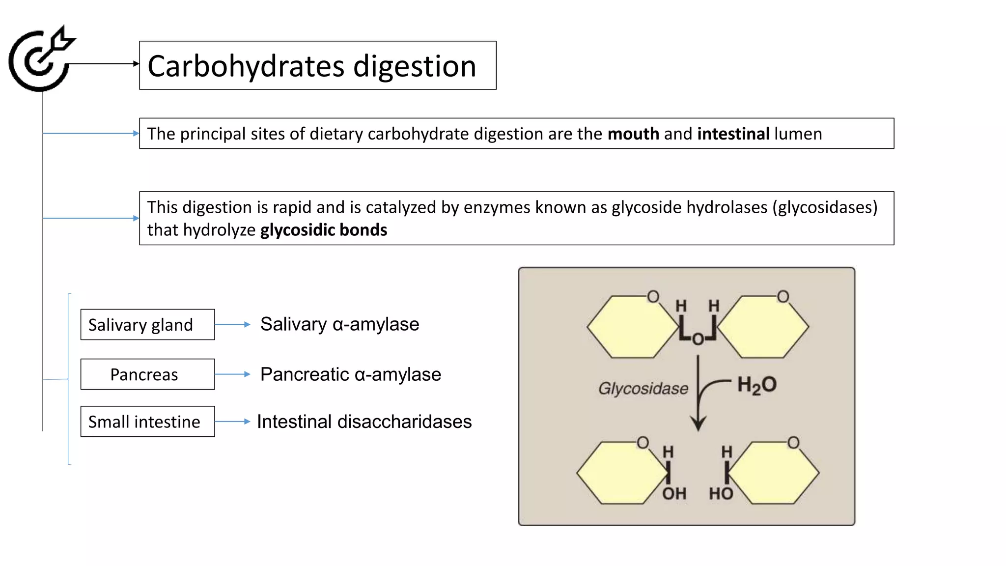 Digestion of carbohydrates, proteins and lipids | PPTX