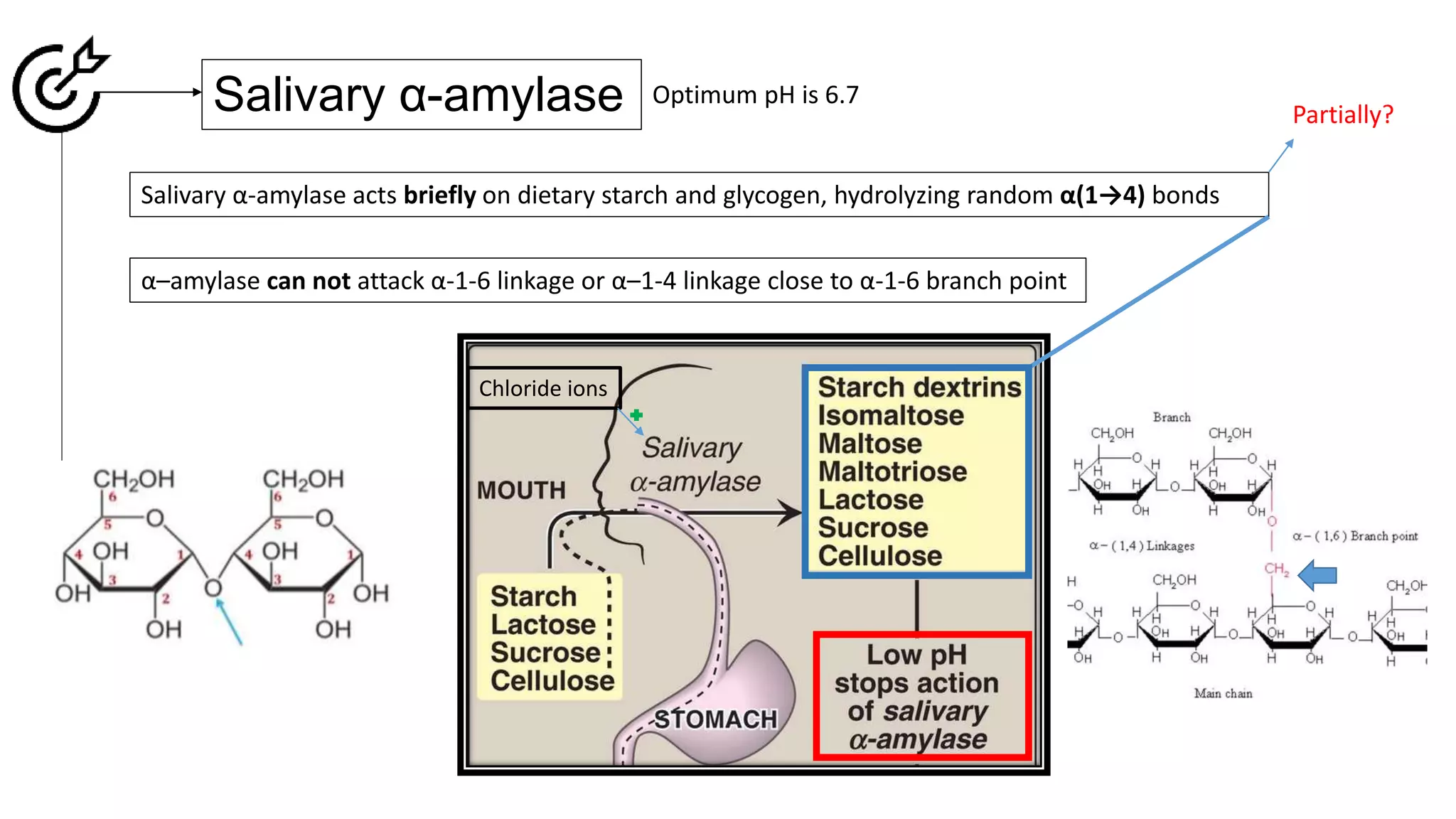 Digestion of carbohydrates, proteins and lipids | PPTX
