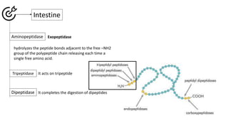Digestion of carbohydrates, proteins and lipids | PPTX