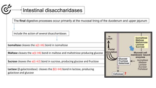 Digestion of carbohydrates, proteins and lipids | PPTX