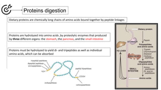 Digestion of carbohydrates, proteins and lipids | PPTX