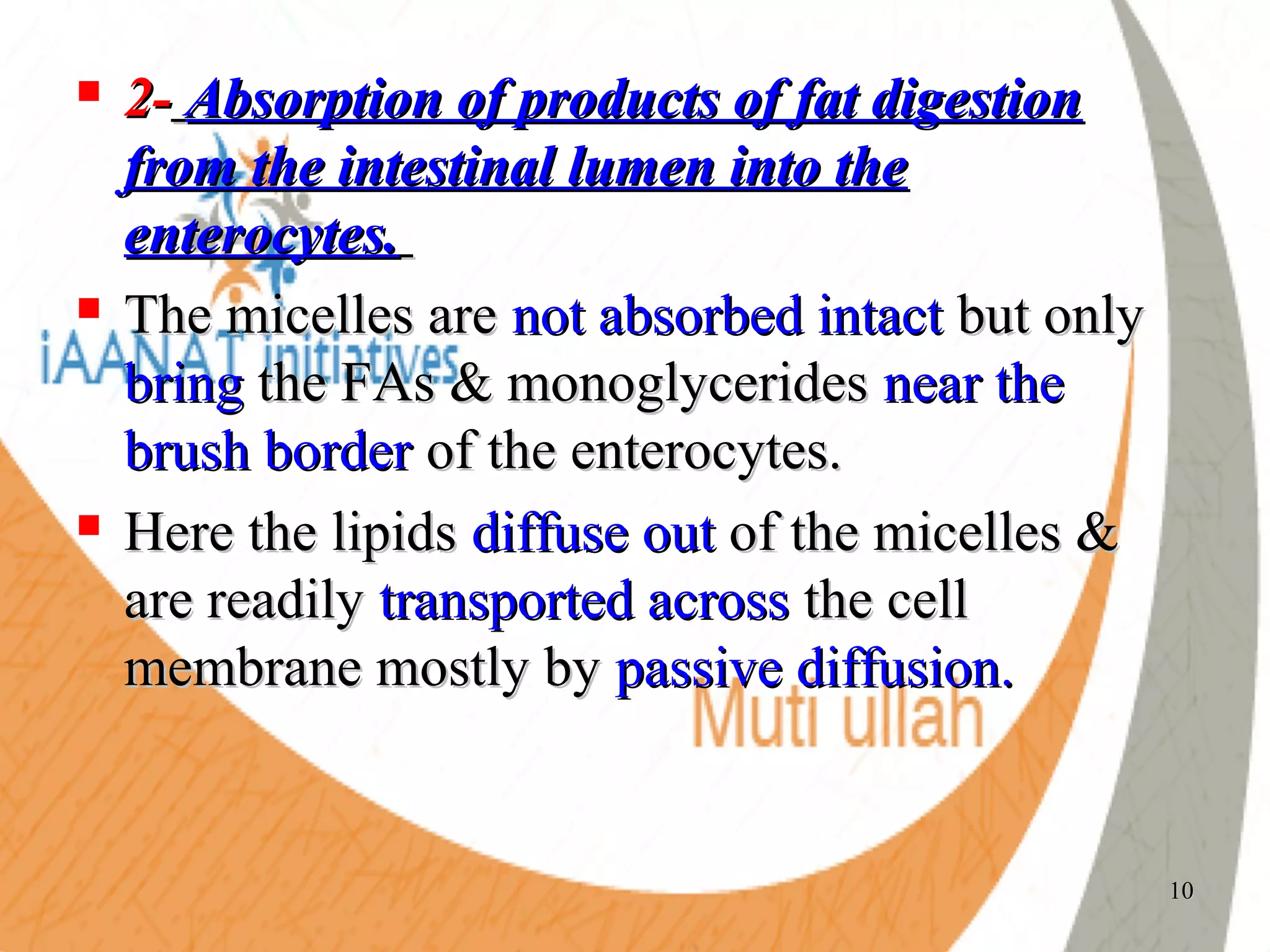 Digestion of fat | PPT