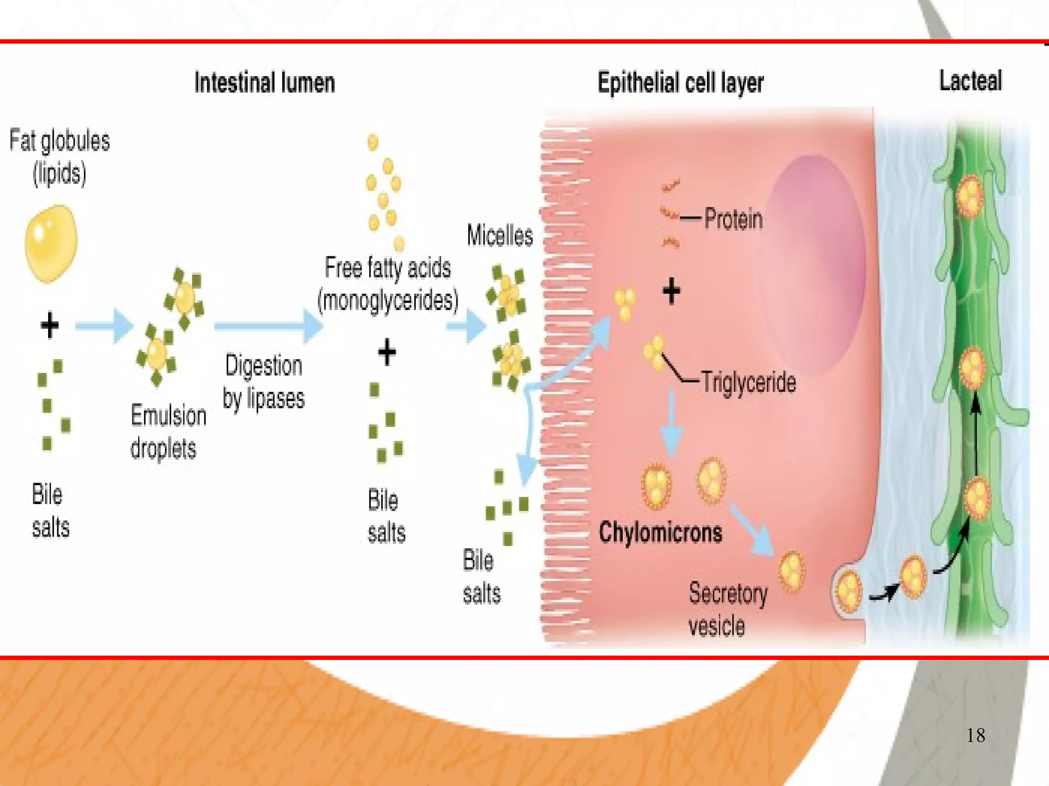 Digestion of fat | PPT