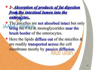 Digestion of fat | PPT