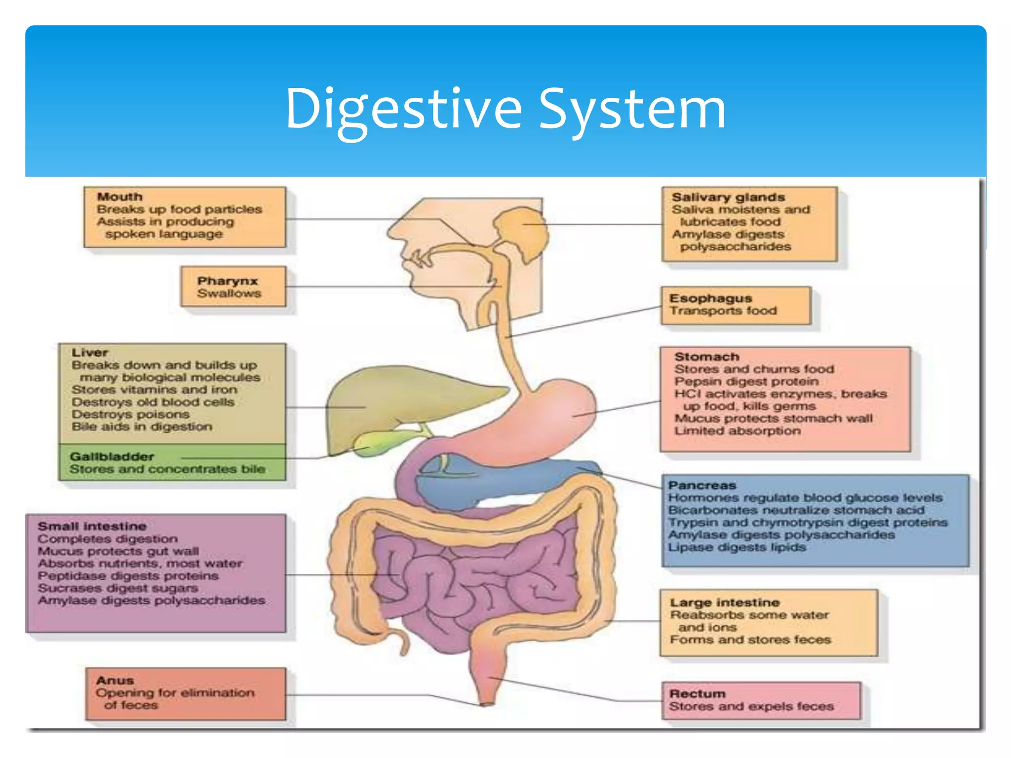 Digestion of food | PPTX