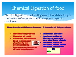 Digestion of food | PPTX