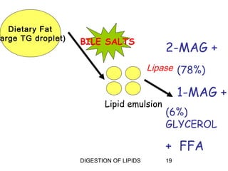 Digestion of lipids | PPT