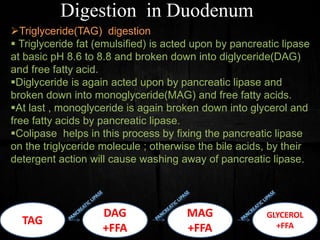 Digestion of lipids | PPTX