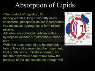 Digestion of lipids | PPTX