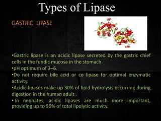 Digestion of lipids | PPTX