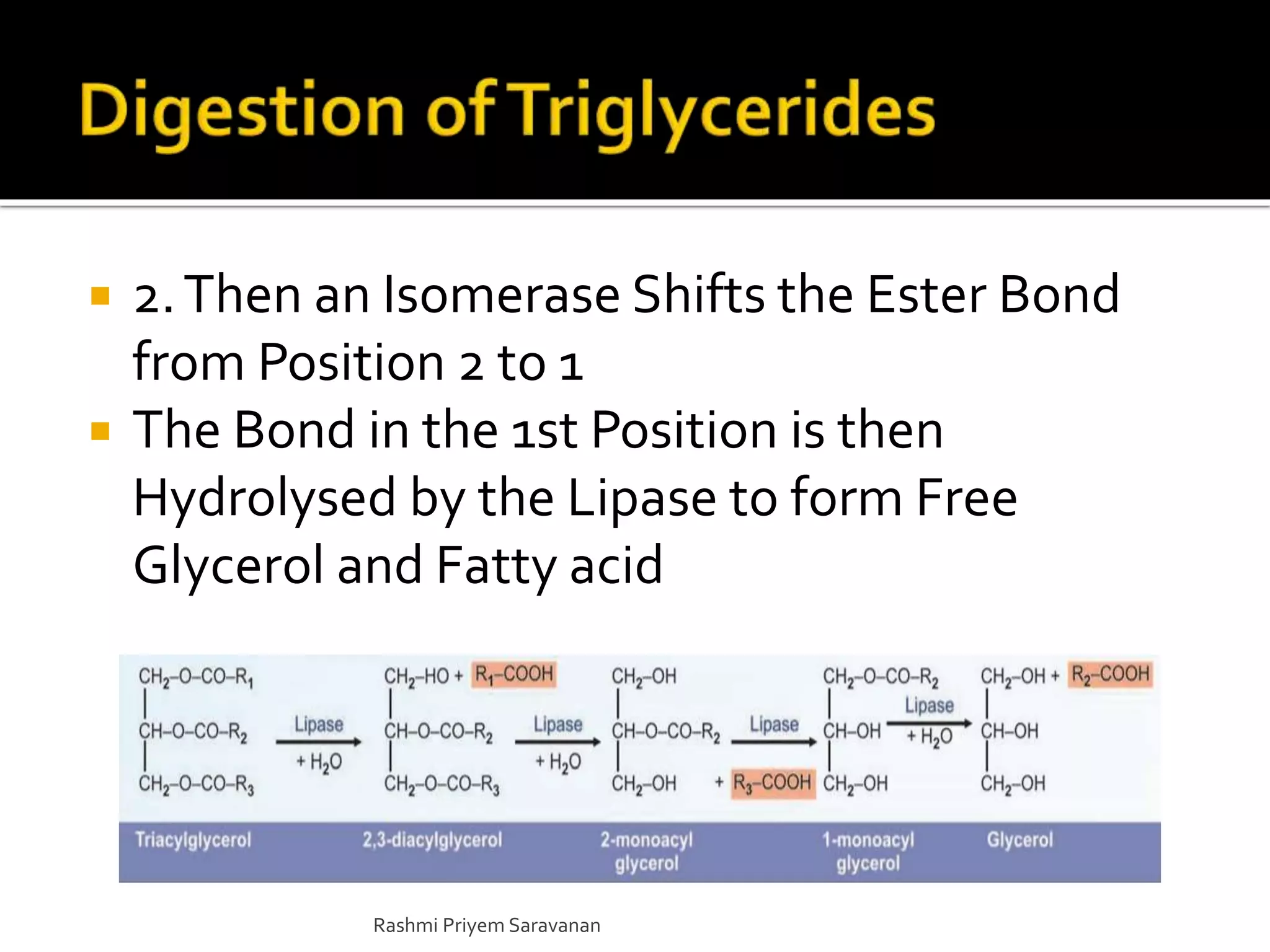 Digestion of Lipids | PPTX