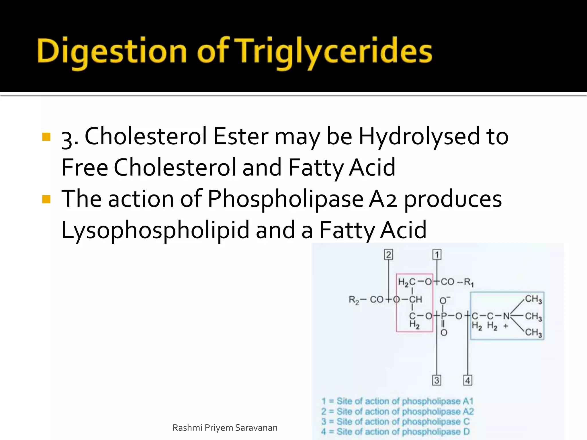 Digestion of Lipids | PPTX
