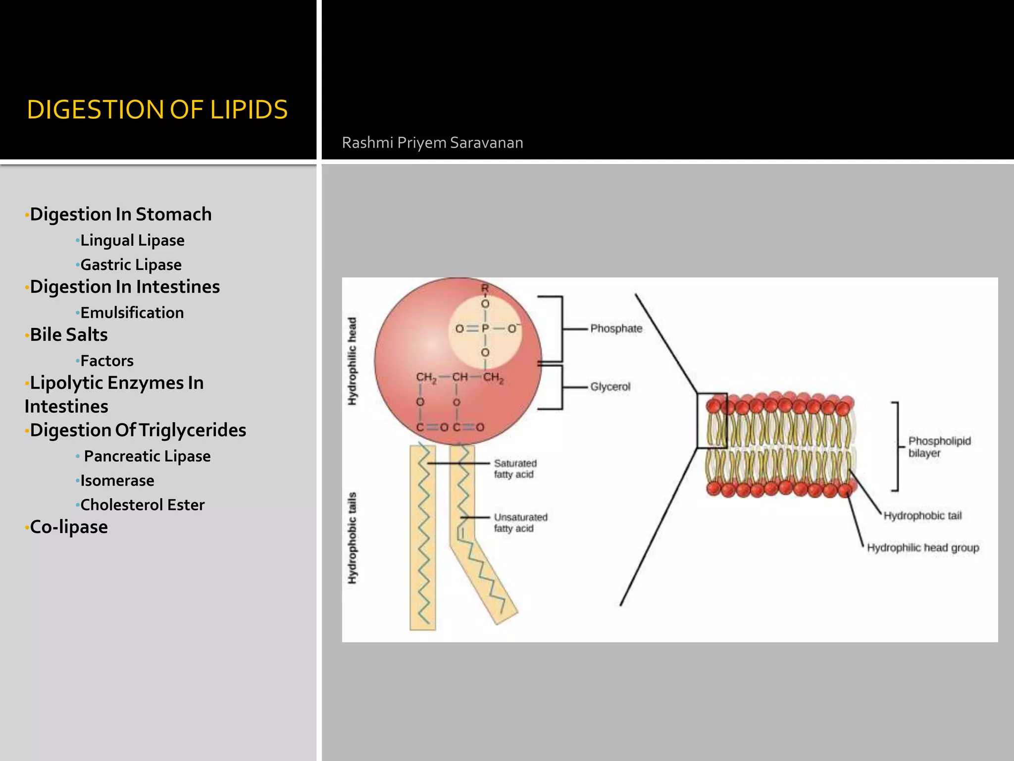 Digestion of Lipids | PPTX
