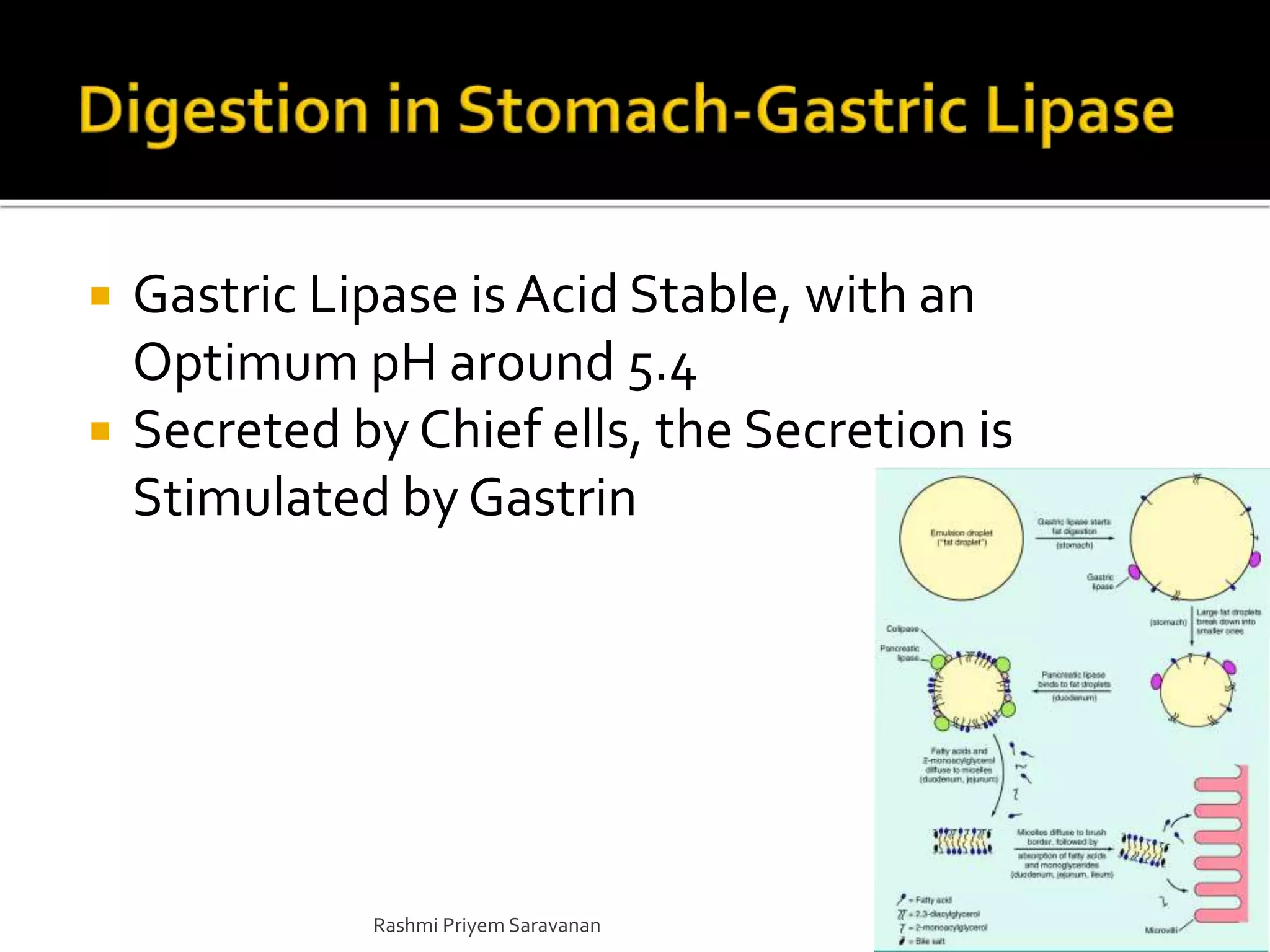 Digestion of Lipids | PPTX