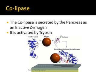 Digestion of Lipids | PPTX