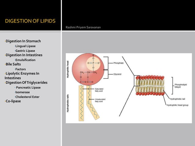 Digestion of Lipids | PPT