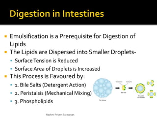 Digestion of Lipids | PPTX