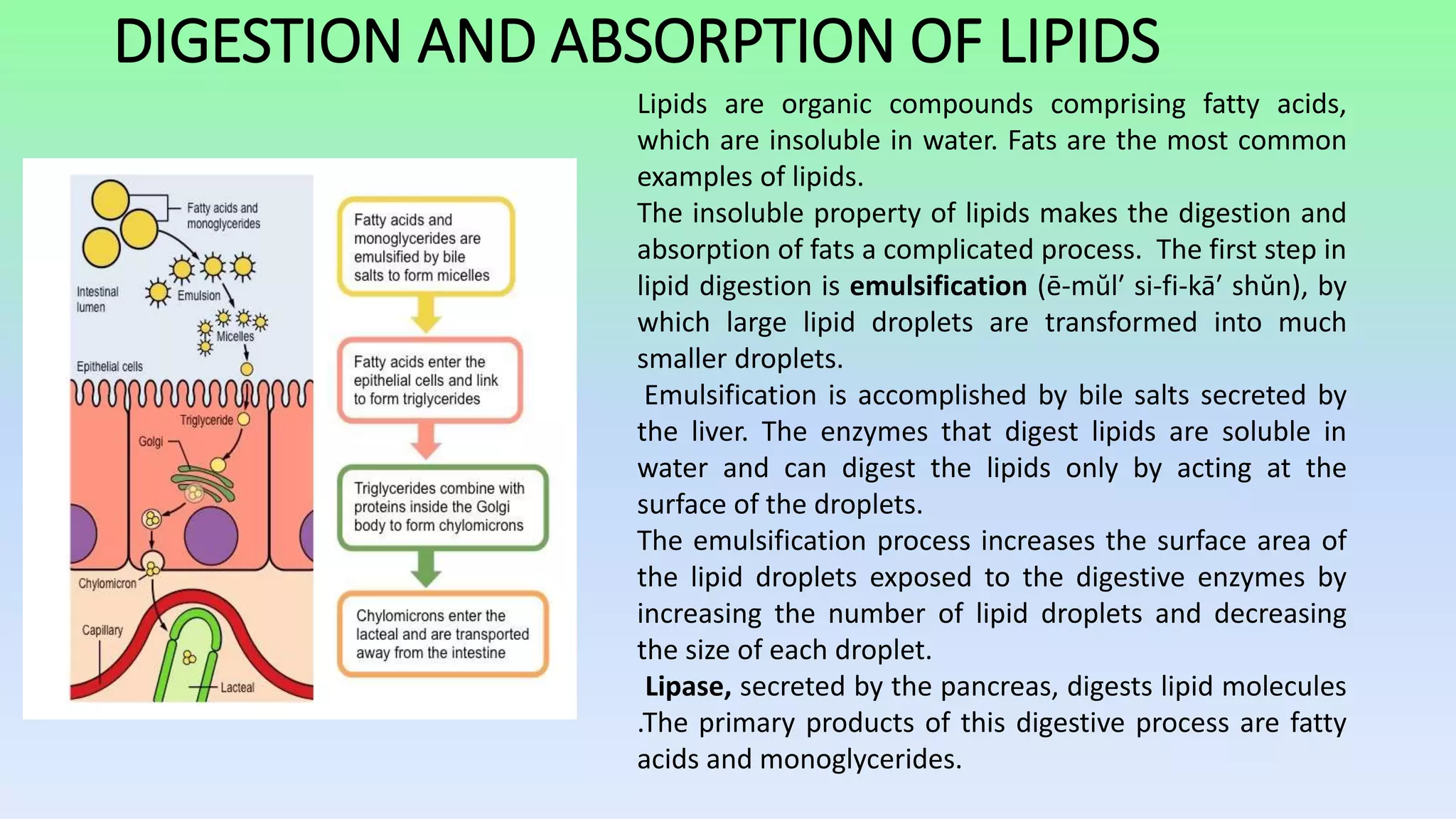 DIGESTION OF MACRONUTRIENTS.pptx