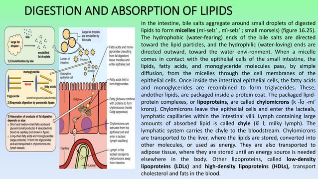 DIGESTION OF MACRONUTRIENTS.pptx