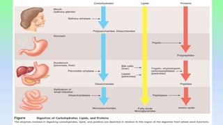 DIGESTION OF MACRONUTRIENTS.pptx