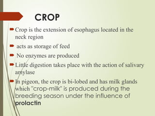 Poultry digestion in chickens found at GSA farm | PPTX