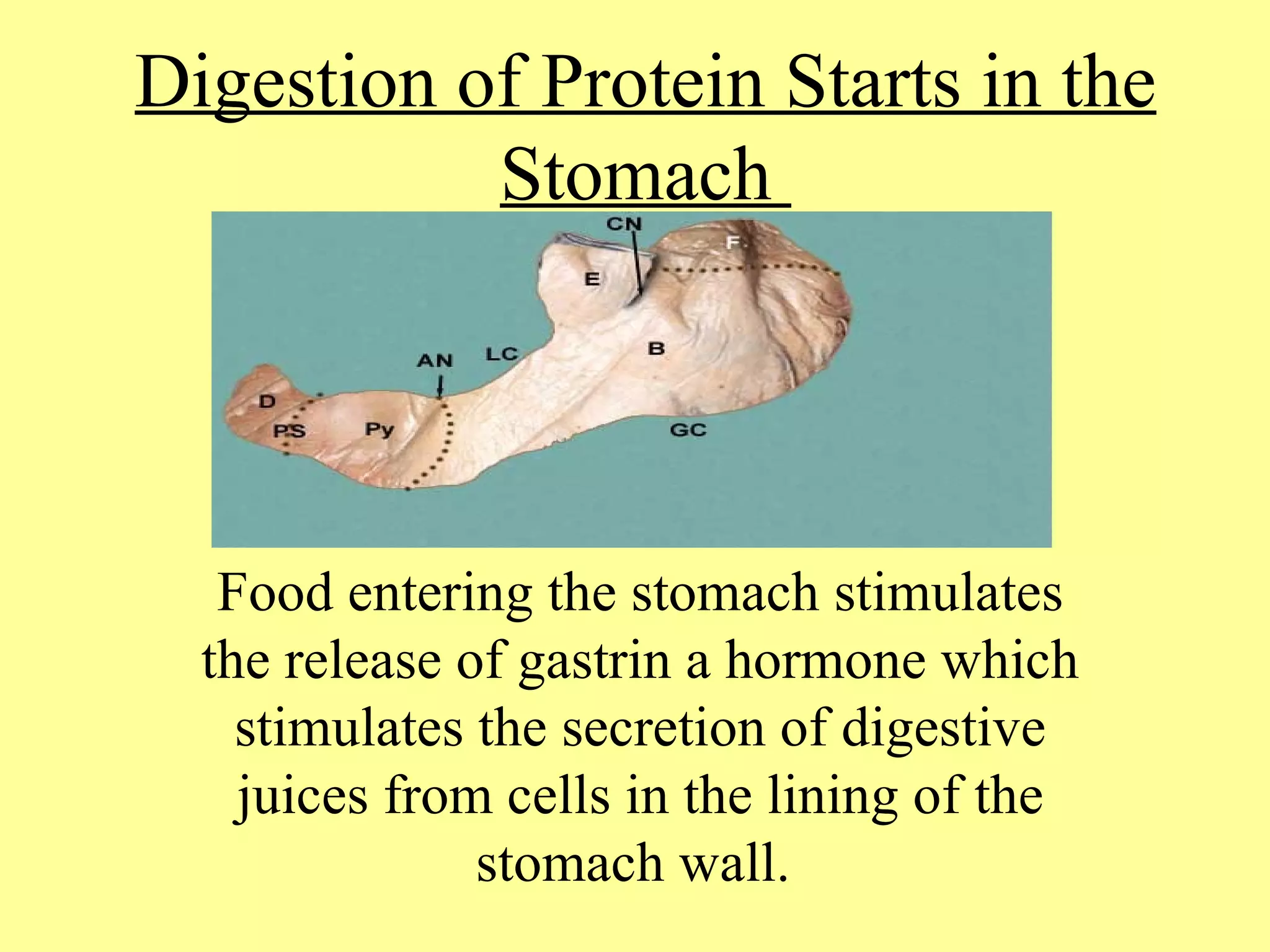 Digestion of protein | PPT