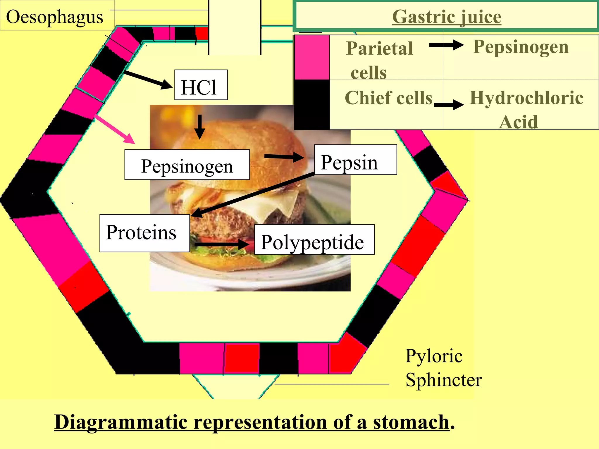 Digestion of protein | PPT