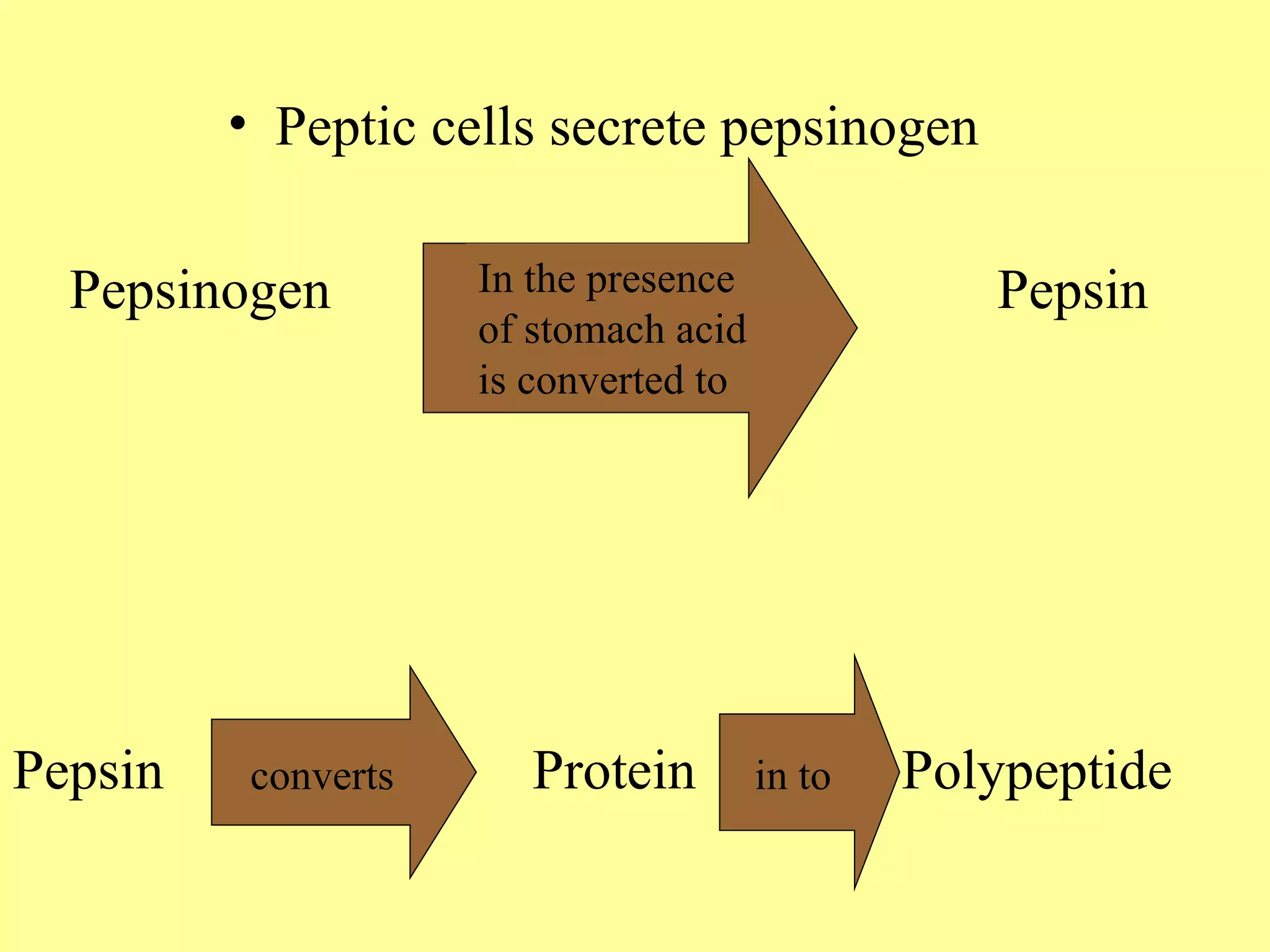 Digestion of protein | PPT