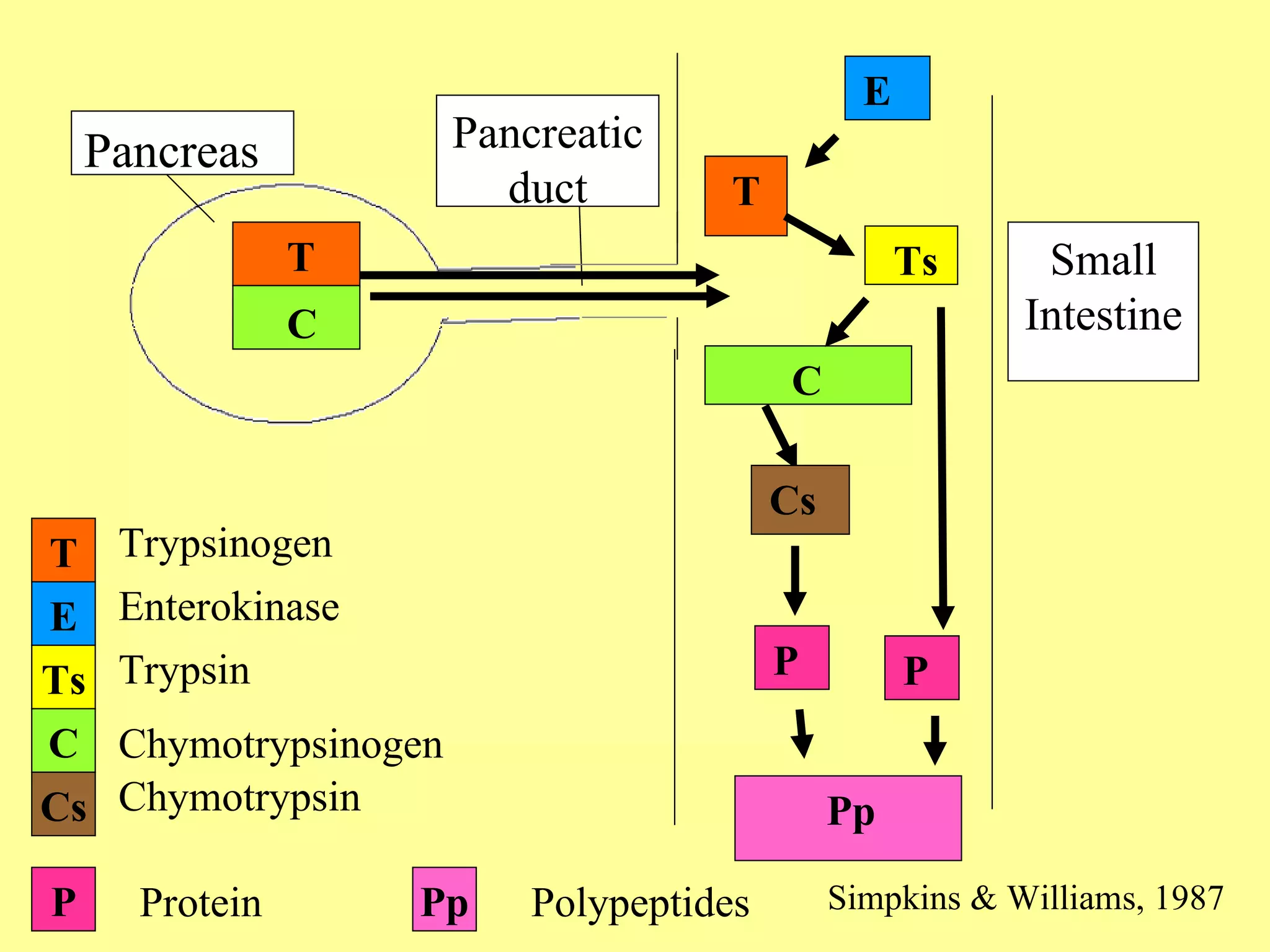 Digestion of protein | PPT