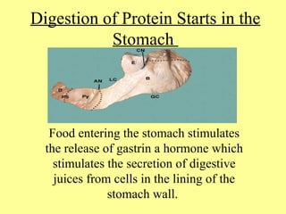 Digestion of protein | PPT