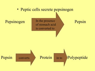 Digestion of protein | PPT