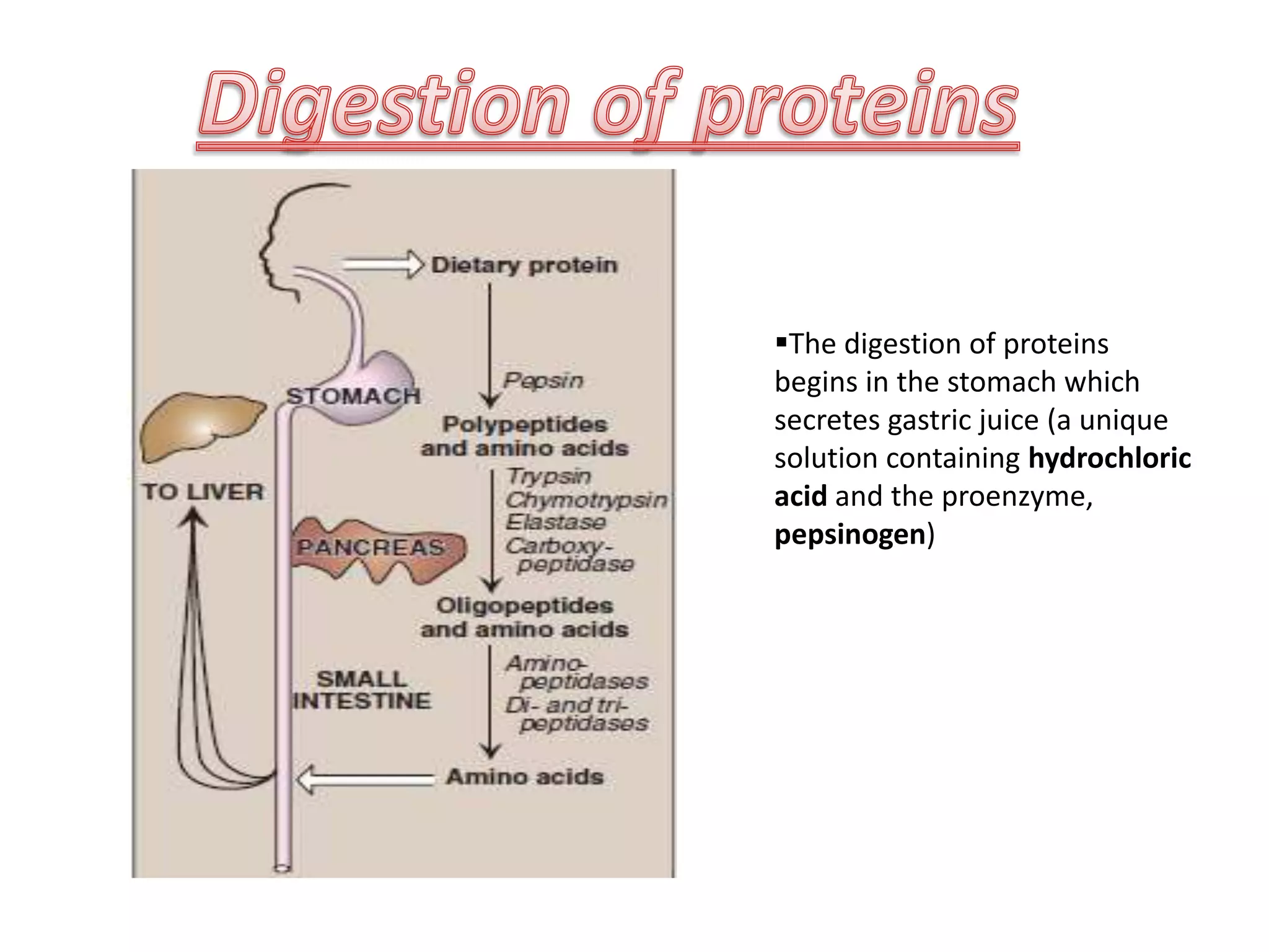 Digestion of proteins 19 | PPT