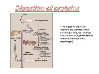 Digestion of proteins 19 | PPT