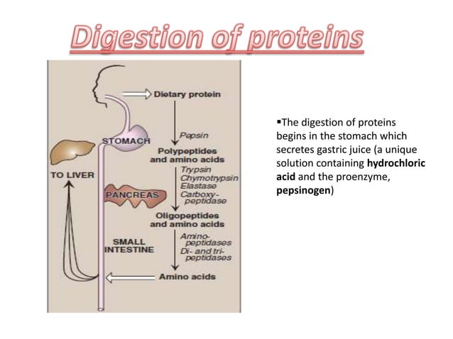 Digestion of proteins 19 | PPT