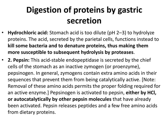 Digestion of proteins 19 | PPT