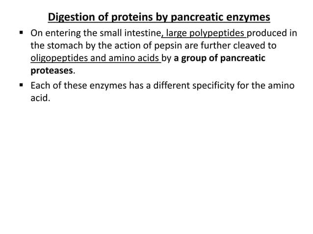Digestion of proteins 19 | PPT