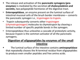 Digestion of proteins 19 | PPT