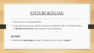 digestion_of_proteins [2].pptx biochemistry | PPT
