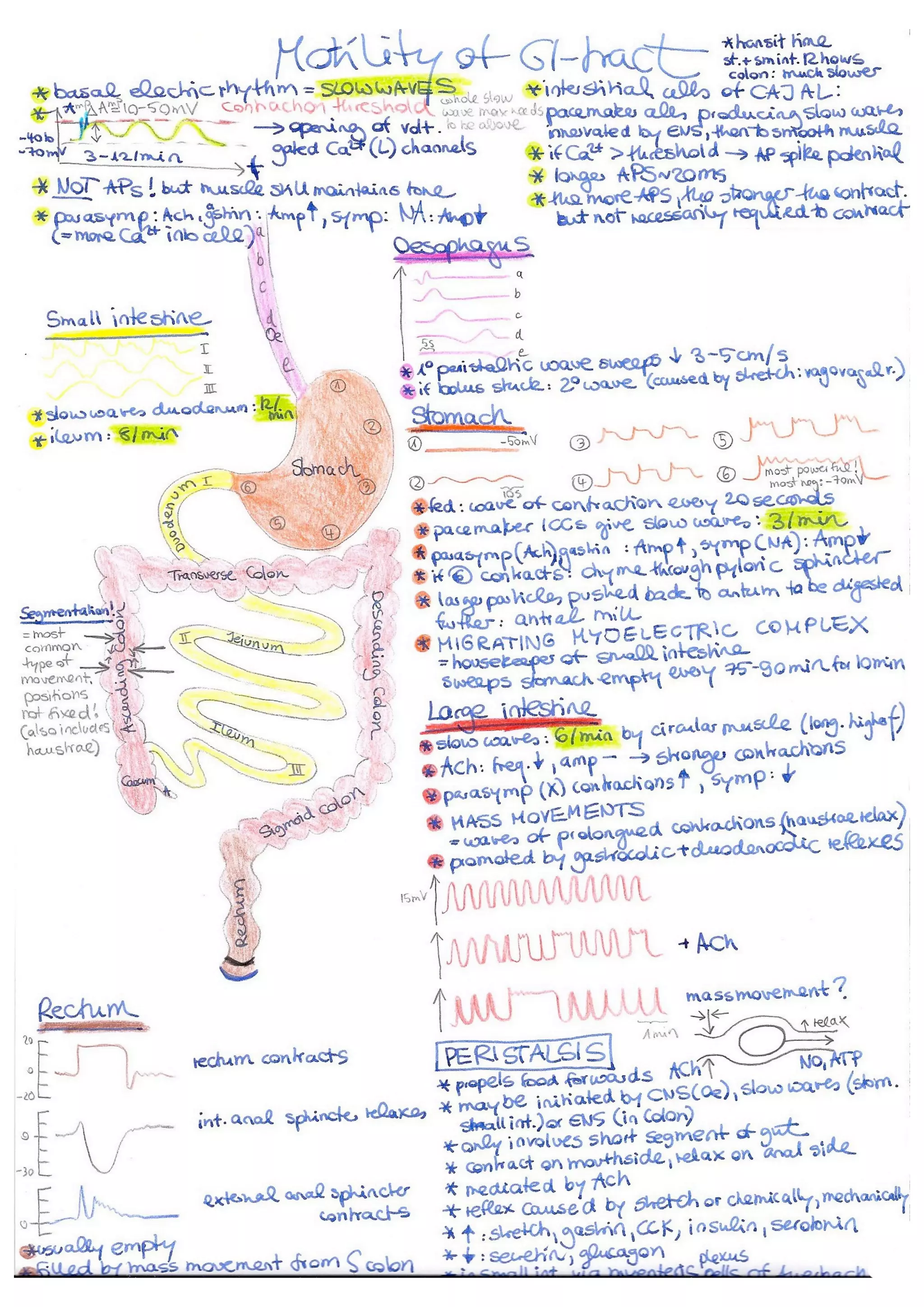 Digestion overviews | PDF