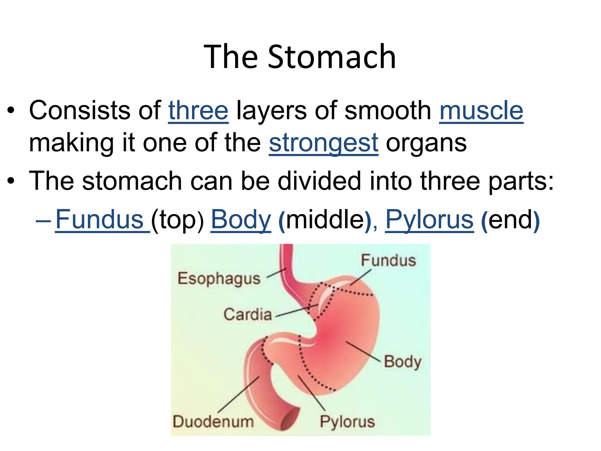 Digestion part 6.4 2019 Ontario Curriculum.ppt