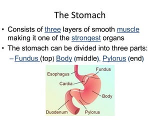 Digestion part 6.4 2019 Ontario Curriculum.ppt