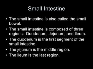 Digestion powerpoint | PPT