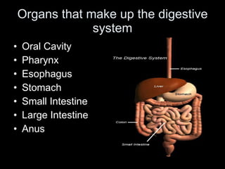 Digestion powerpoint | PPT