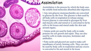 Power point on Digestion of food through digestive system | PPT