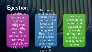 Power point on Digestion of food through digestive system | PPT